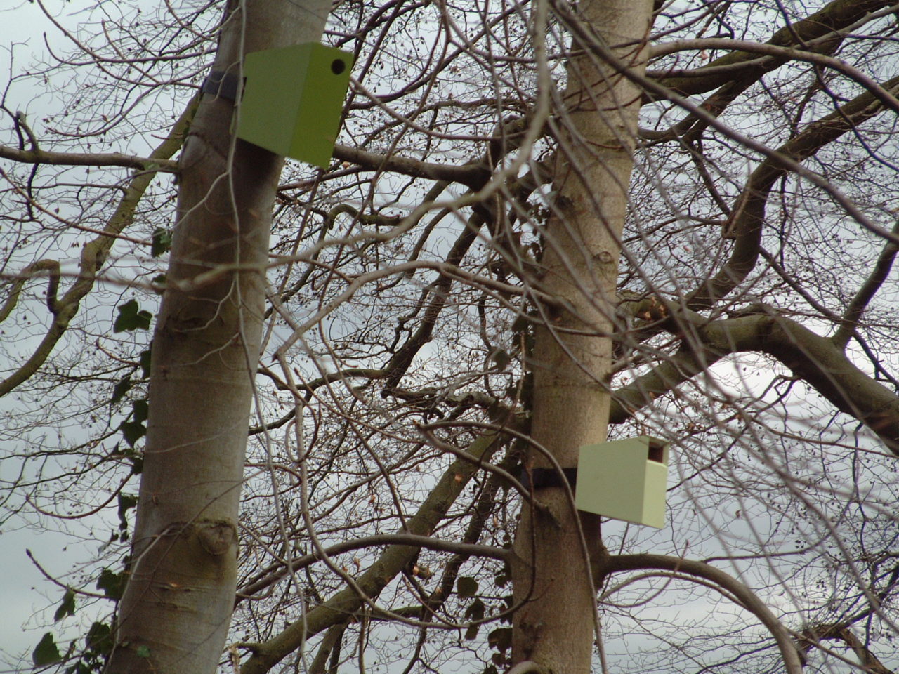 Bird Boxes - De Matos Ryan